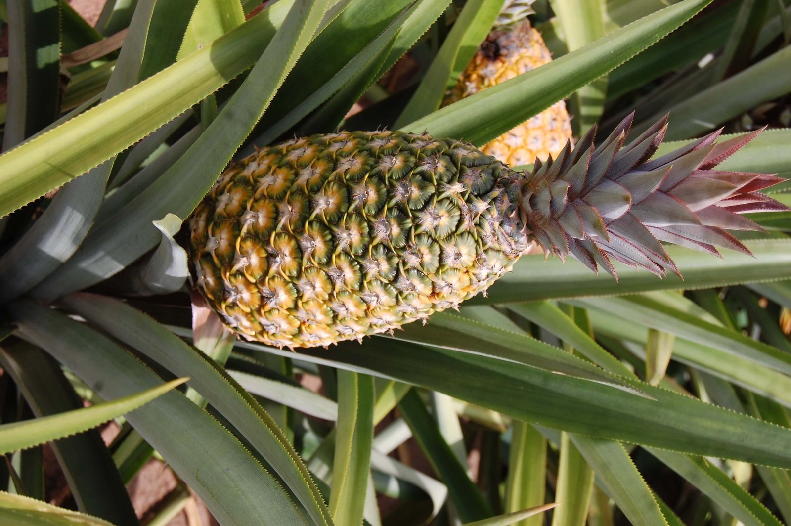 Promo fruits Bénin